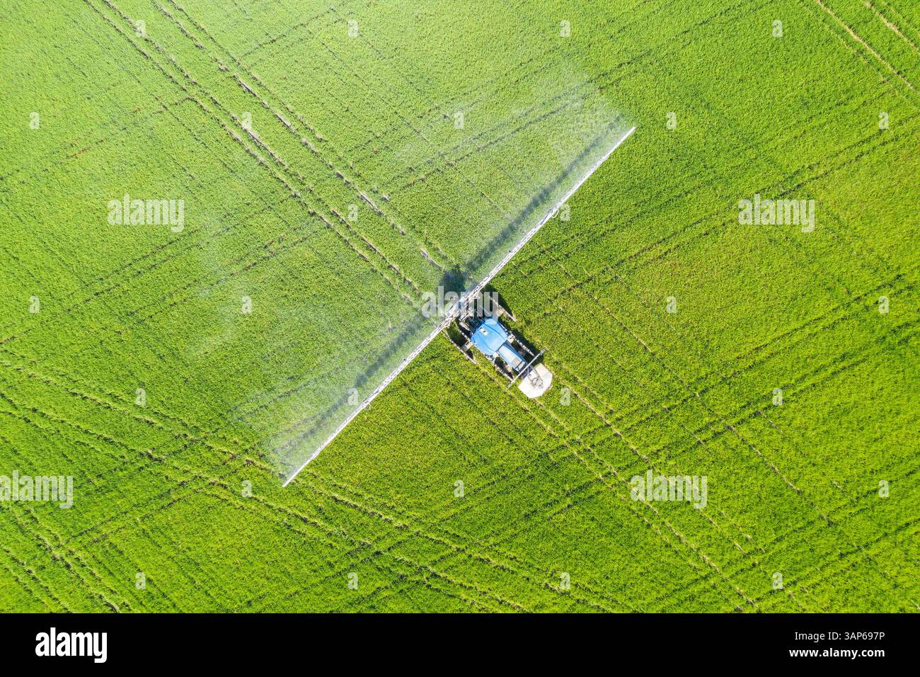 Aerial view of Tractor spraying fungicide onto the rice fields (Oryza ...