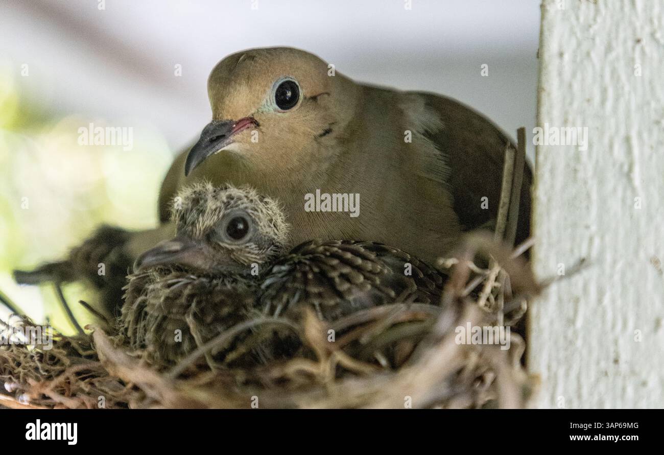 Mourning Dove Zenaida macroura nest with an adult male and two chicks in the nest on top of a ...