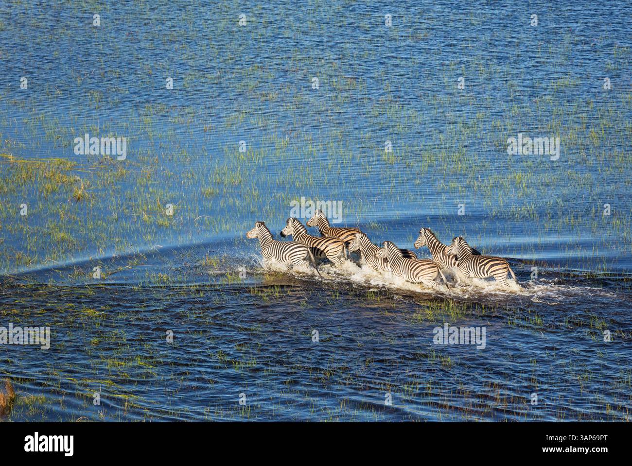 Aerial view of Burchell's Zebra (Equus quagga burchelli), in a ...