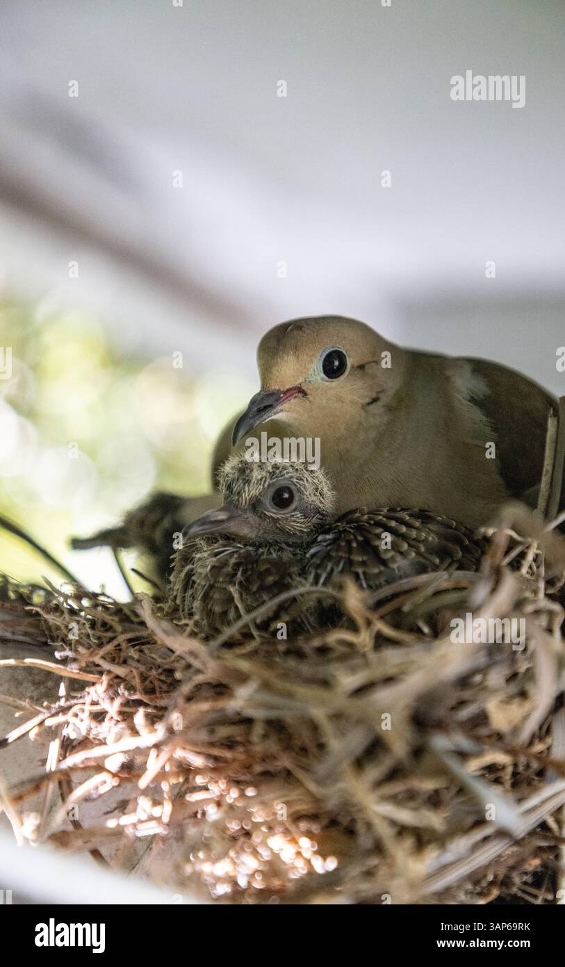 Mourning Dove Zenaida macroura nest with an adult male and two chicks ...