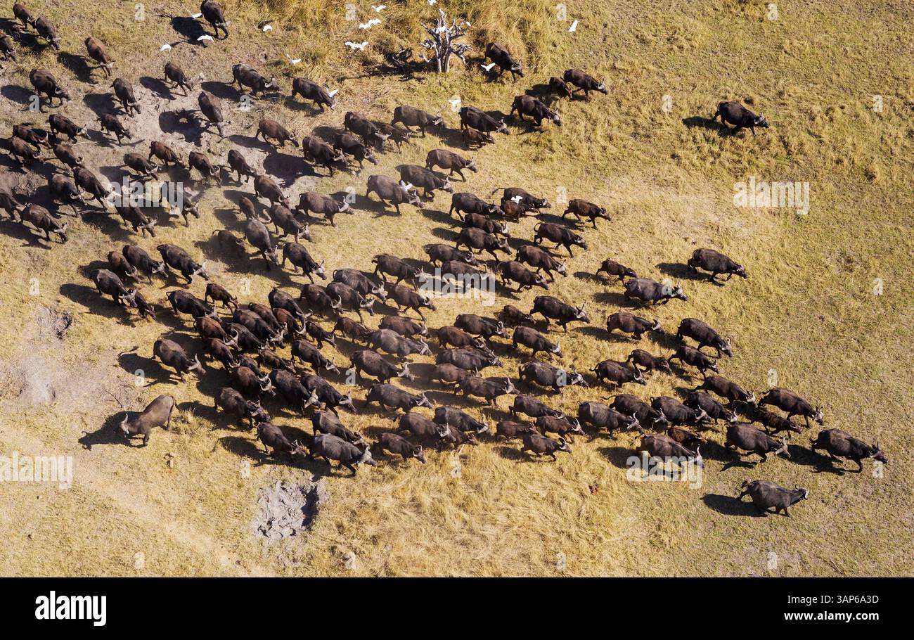 Aerial view of Cape Buffalo (Syncerus caffer caffer), roaming herd, the ...