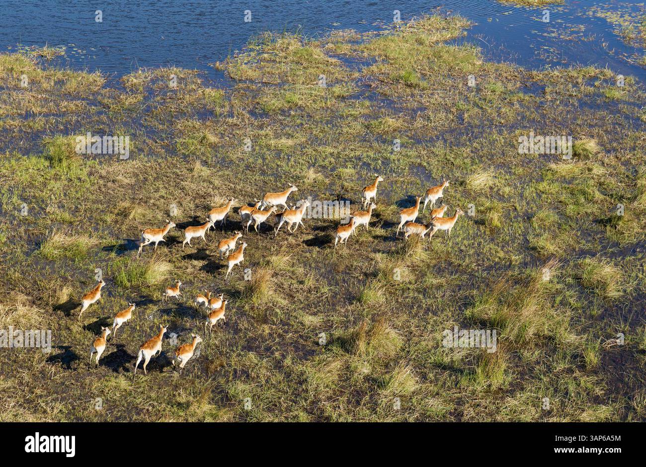 Aerial view of Red Lechwe (Kobus leche leche), running in a freshwater ...
