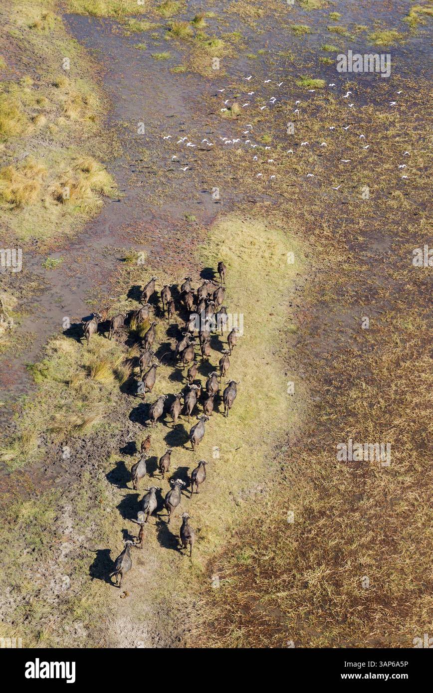 Aerial view of Cape Buffalo (Syncerus caffer caffer), roaming herd, the ...