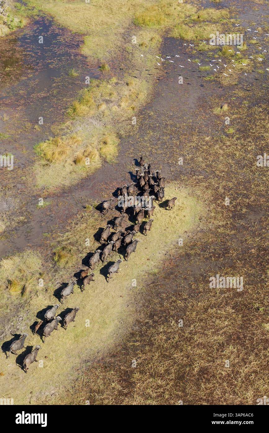Aerial view of Cape Buffalo (Syncerus caffer caffer), roaming herd, the ...