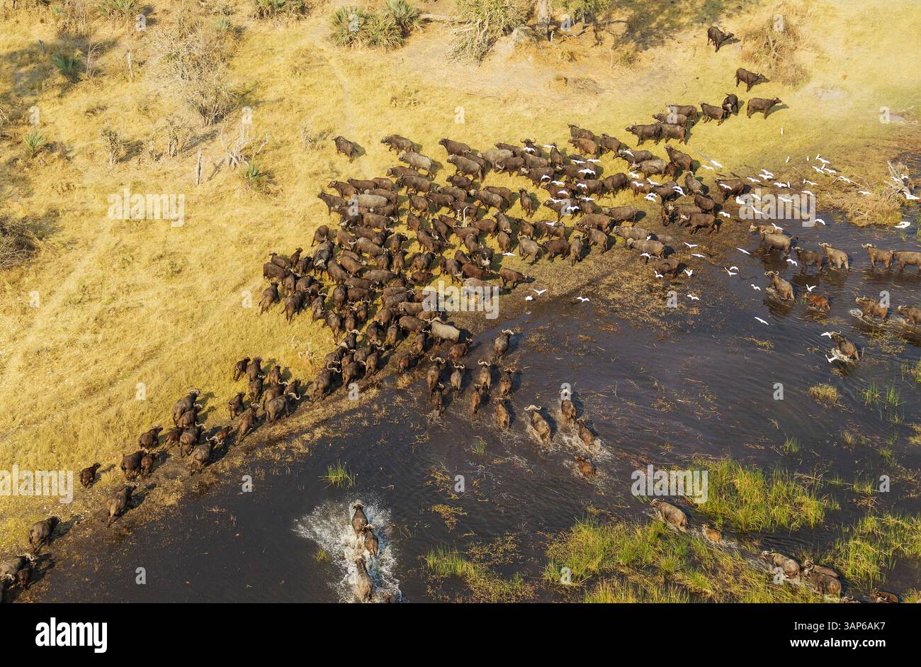 Aerial view of Cape Buffalo (Syncerus caffer caffer), crossing a marsh ...