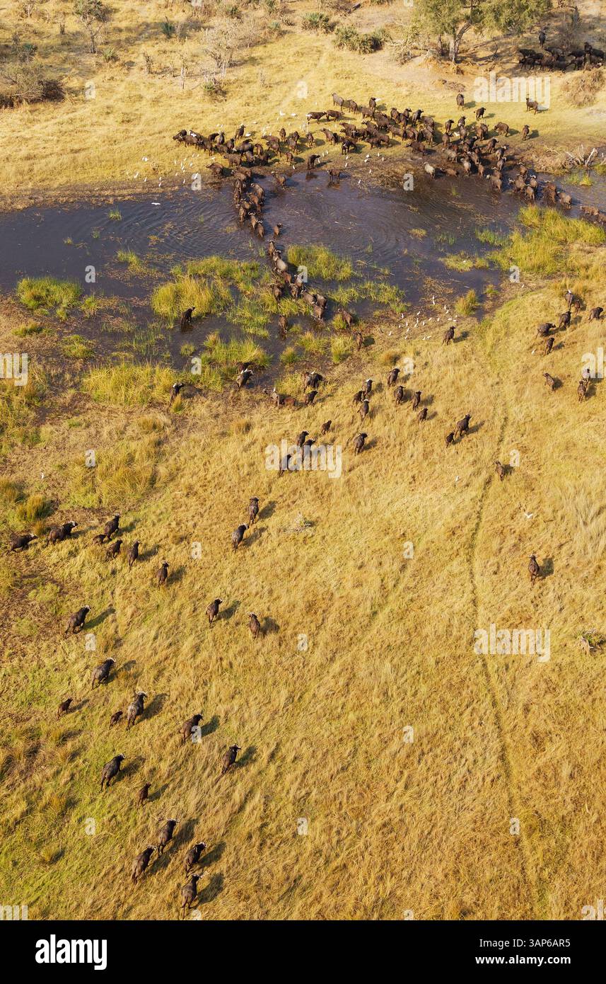 Aerial view of Cape Buffalo (Syncerus caffer caffer), crossing a marsh ...