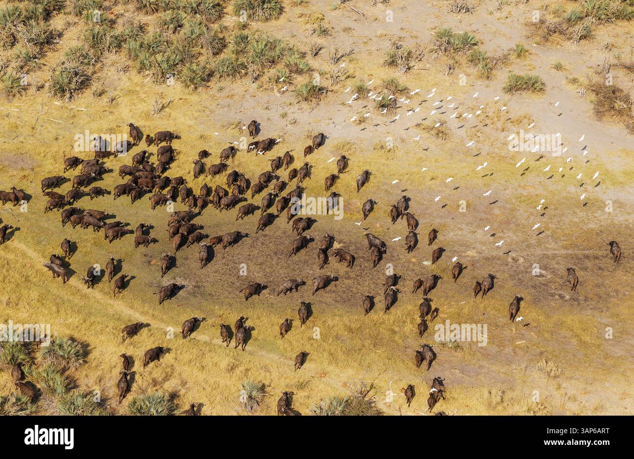 Aerial view of Cape Buffalo (Syncerus caffer caffer), four bulls ...