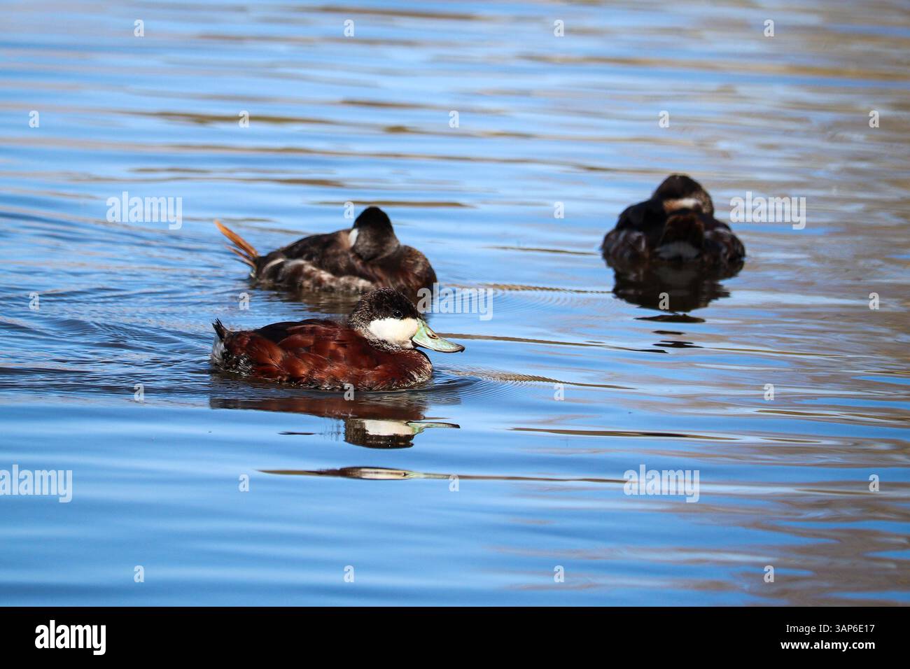 Group of male ruddy Ducks or Oxyura jamaicensis at Green Valley Park in ...