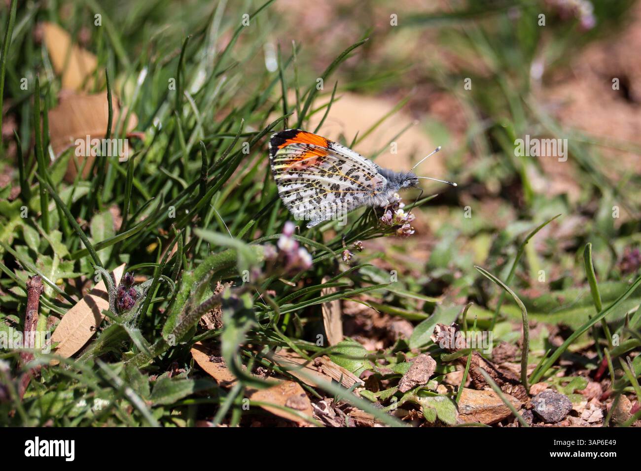 Southwestern Orangetip or Anthocharis thoosa feeding on some tiny ...