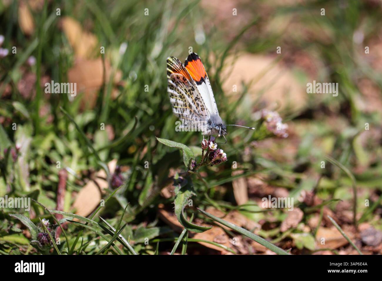 Southwestern Orangetip or Anthocharis thoosa feeding on some tiny ...