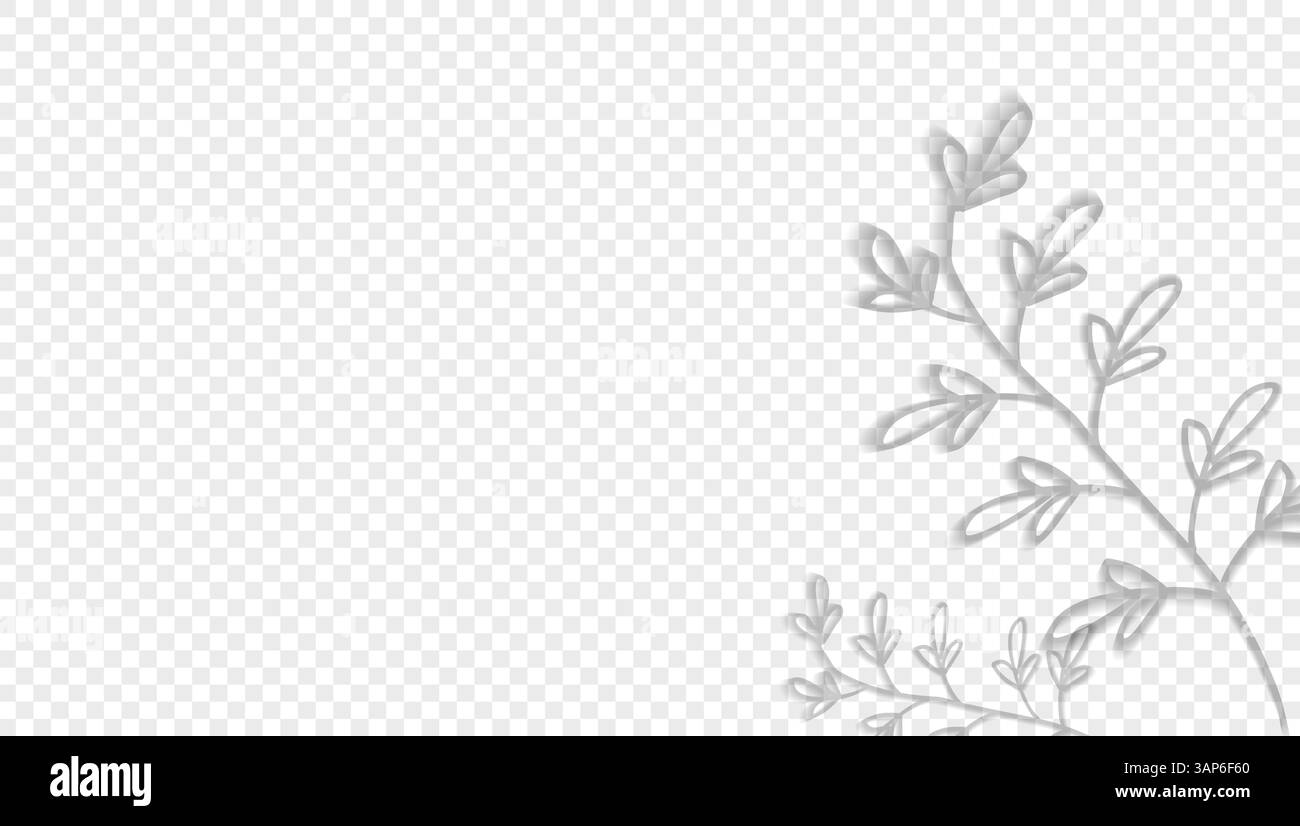 Realistic shadow plant on a transparent background. Overlay leaves ...