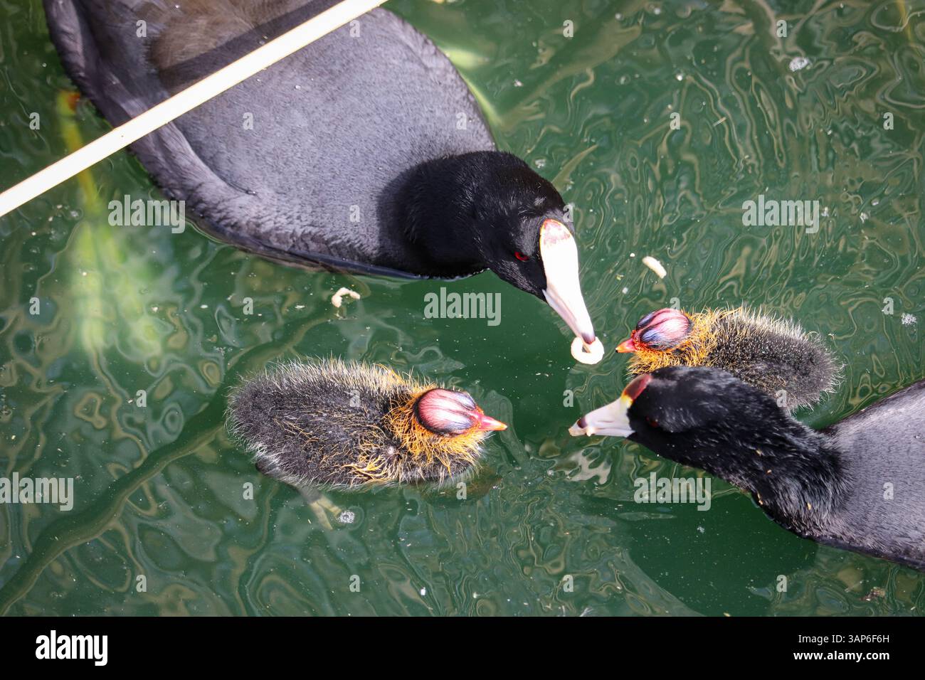 Family coots mother babies hi-res stock photography and images - Alamy