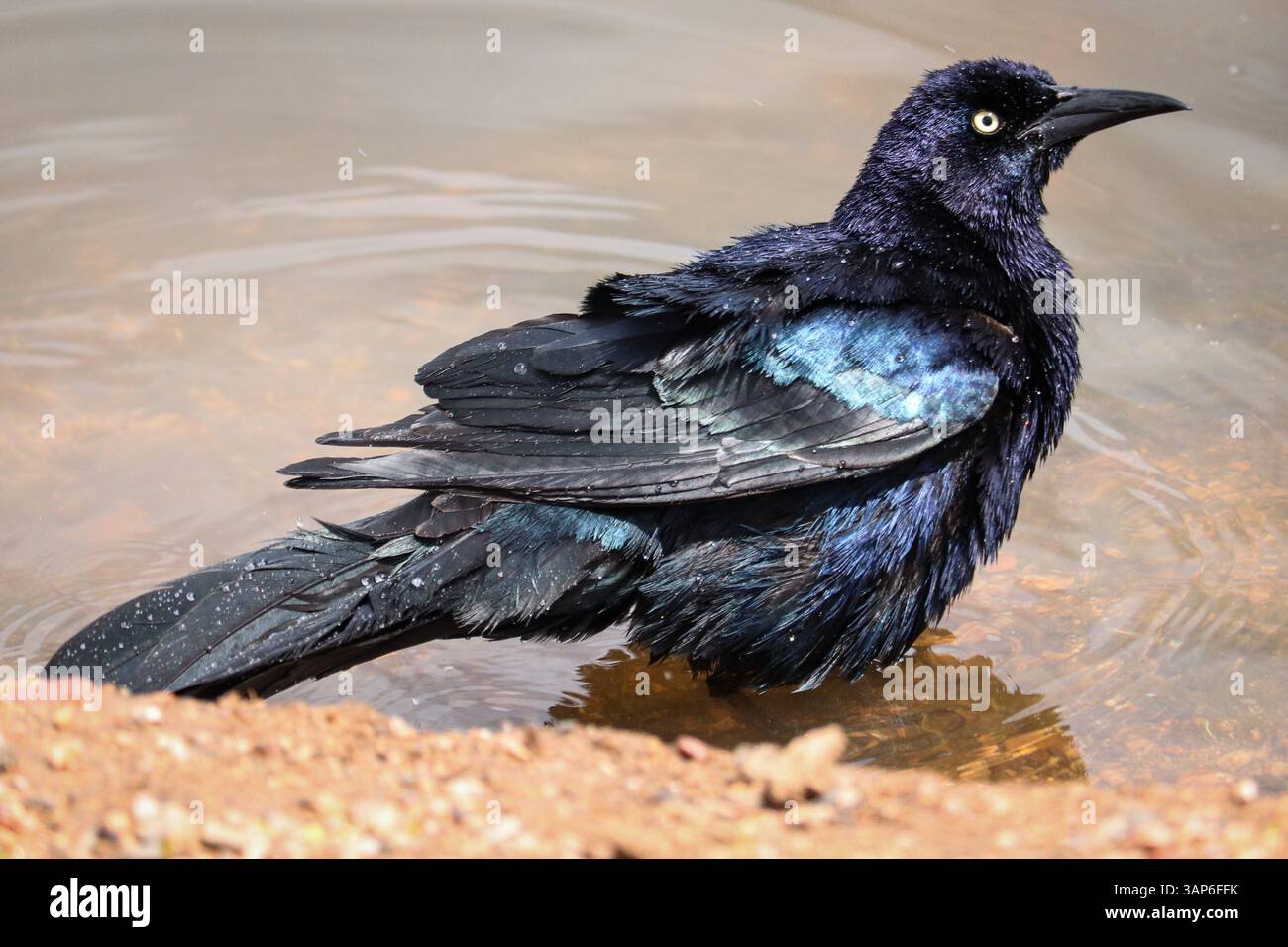 Male Great-tailed Grackle or Quiscalus mexicanus taking a bath at Green ...