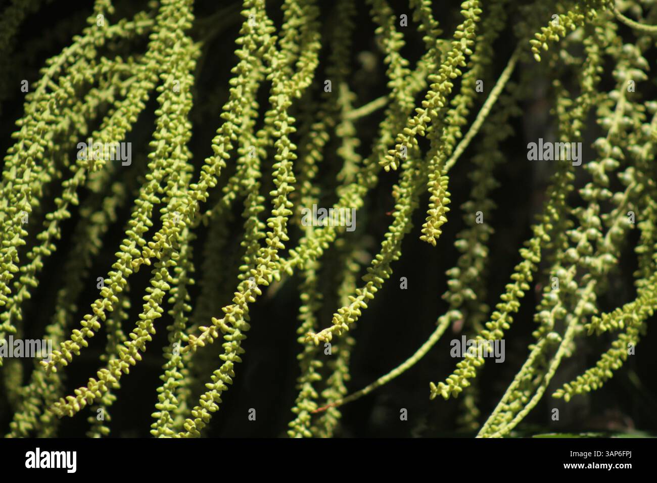 Inflorescence of Macarthur palm (Ptychosperma macarthurii) palm tree in ...