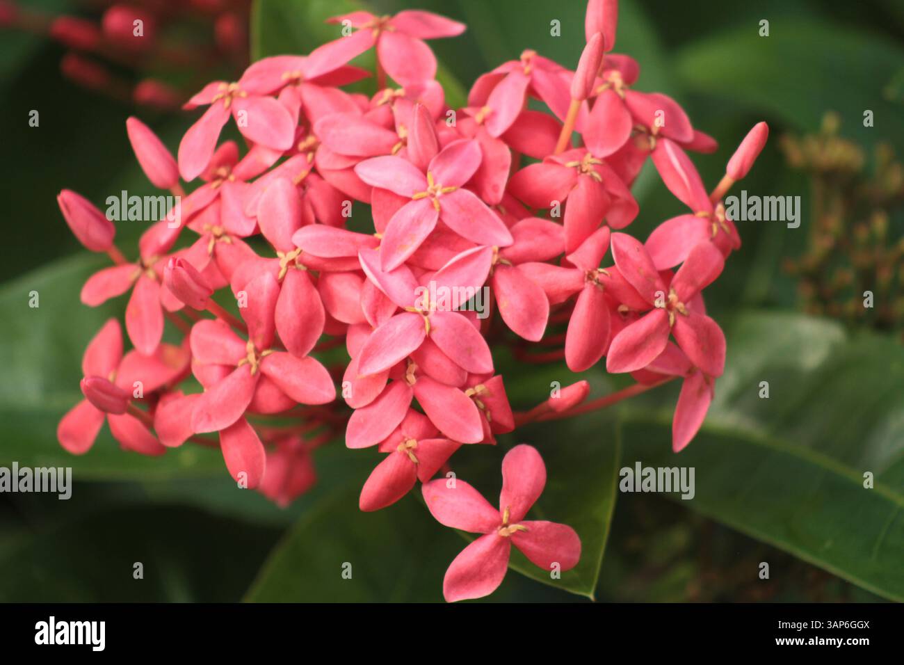 An Ixora chinensis plant in Florida, USA Stock Photo - Alamy