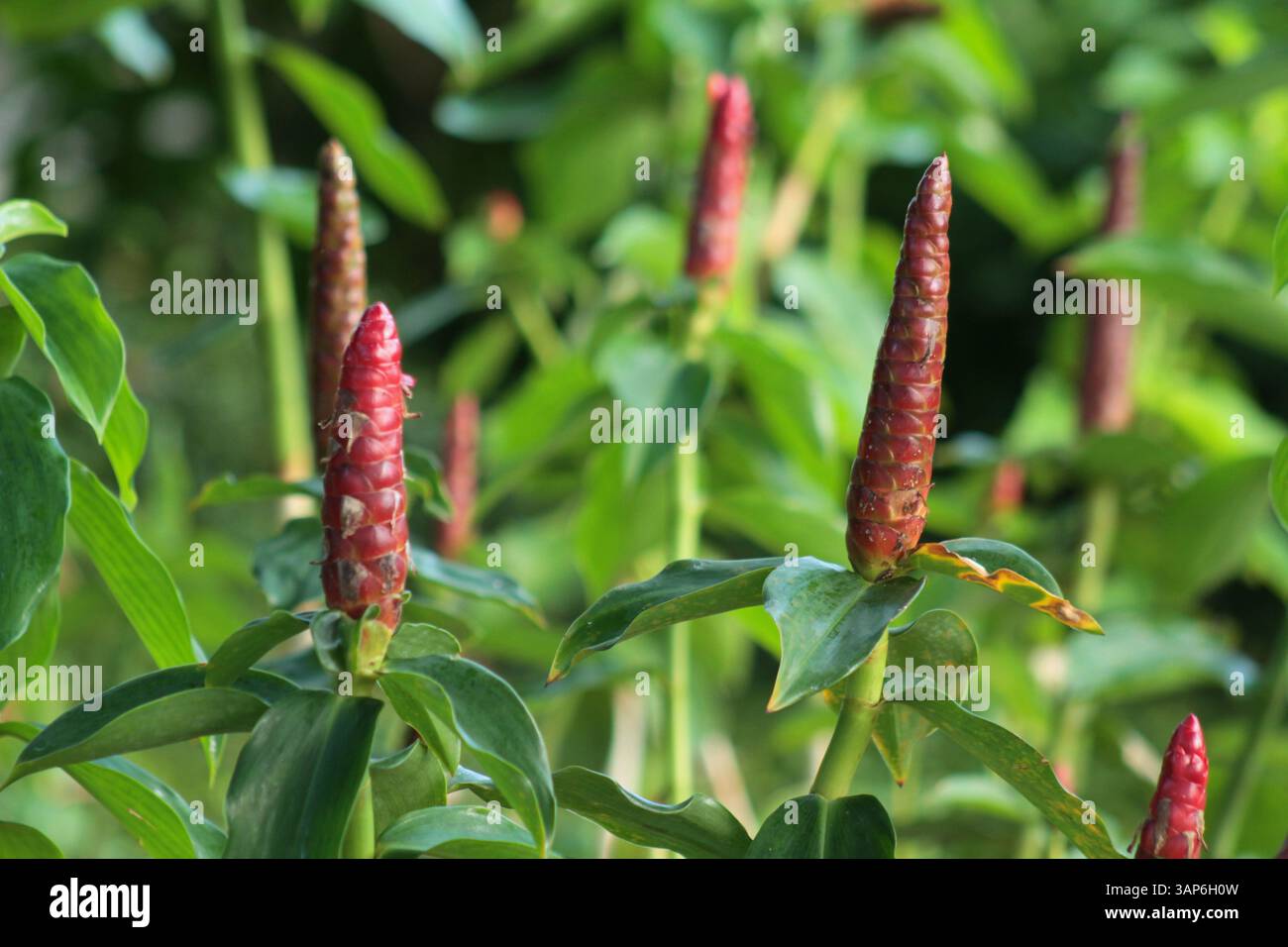Costus spicatus or Costus woodsonii plant in Florida, USA Stock Photo ...
