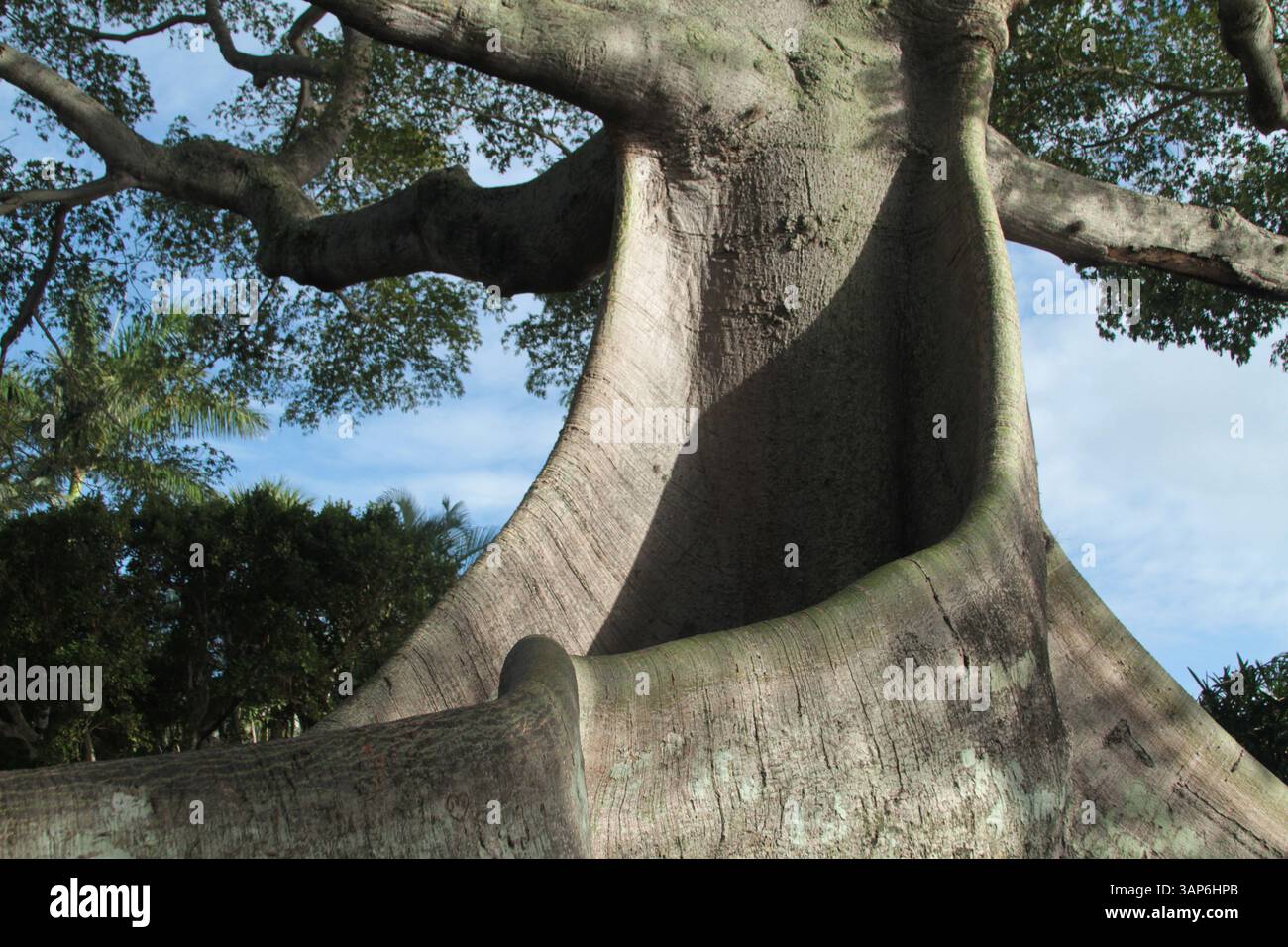 Palm Beach, Florida, USA. The historic Kapok Tree (Ceiba pentandra ...
