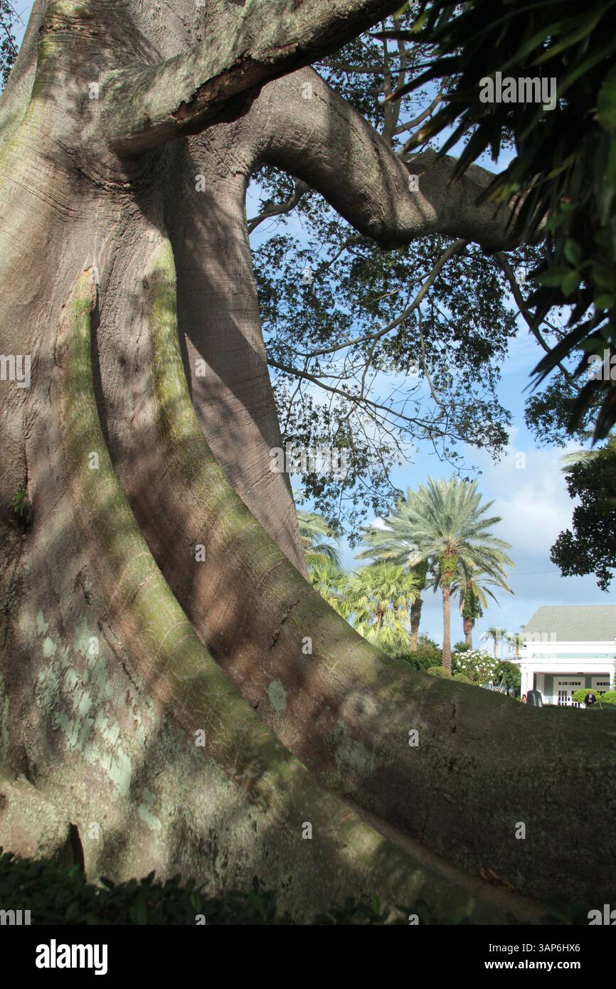Palm Beach, Florida, USA. The historic Kapok Tree (Ceiba pentandra ...
