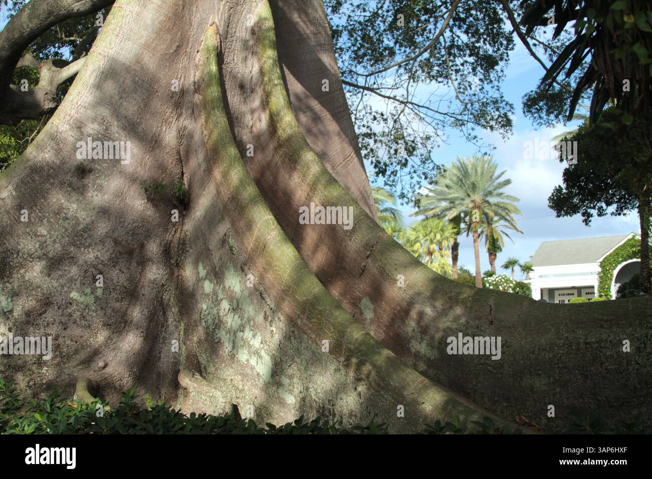 Palm Beach, Florida, USA. The historic Kapok Tree (Ceiba pentandra ...