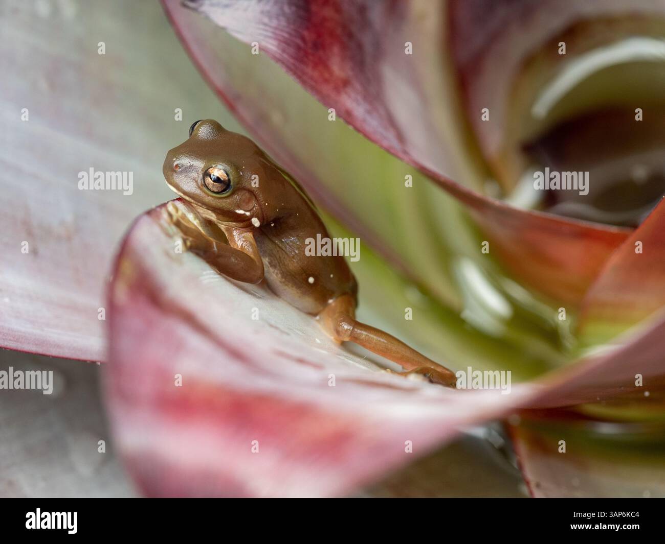 Green tree frog Litoria caerulea sitting on the leaf of the Bromeliad ...