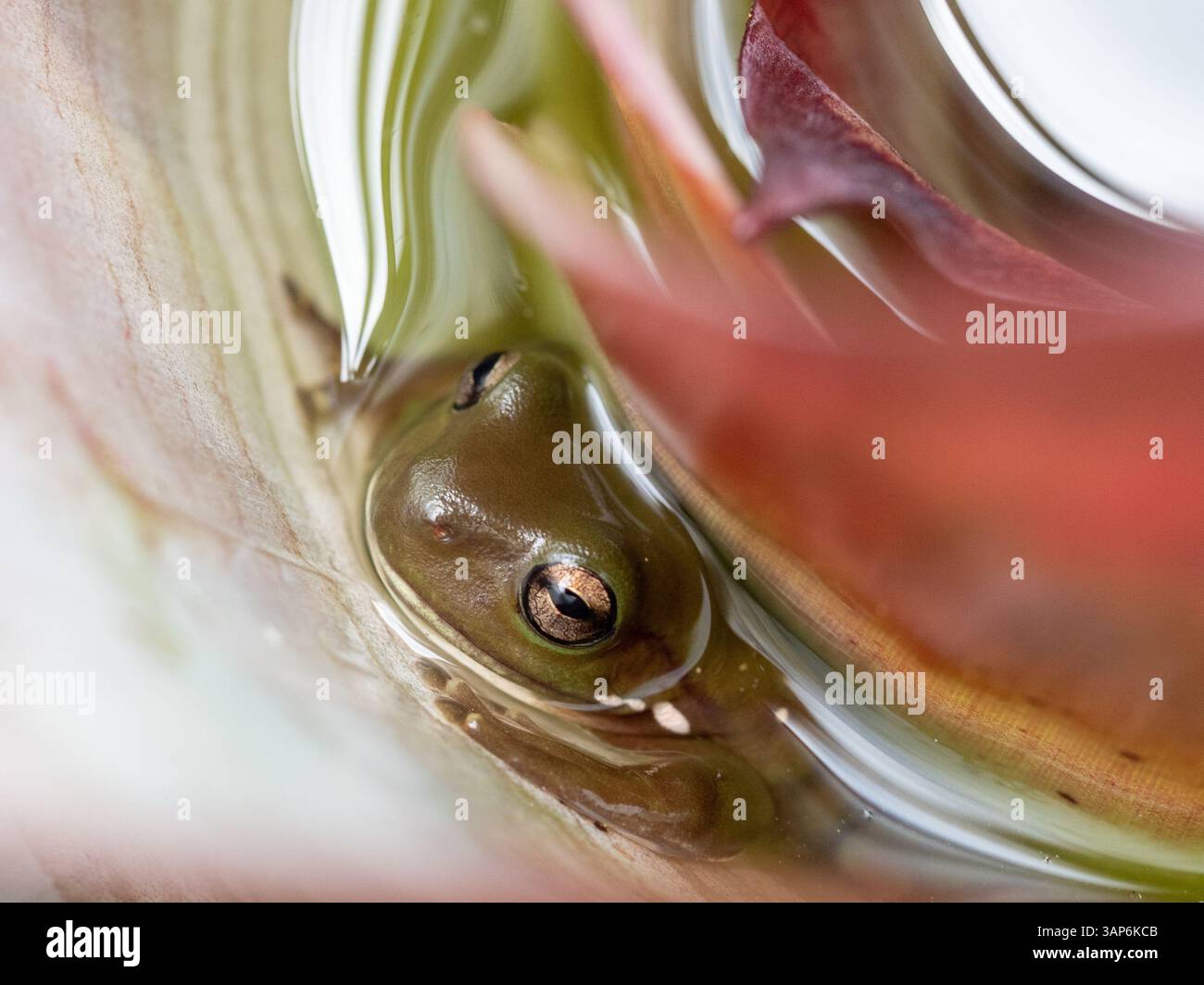 Green tree frog Litoria caerulea looking up from the water well its ...
