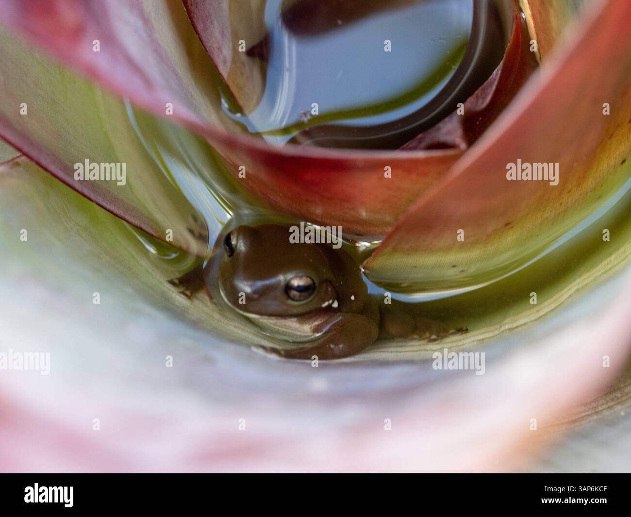 Green tree frog Litoria caerulea looking up from the water well its ...