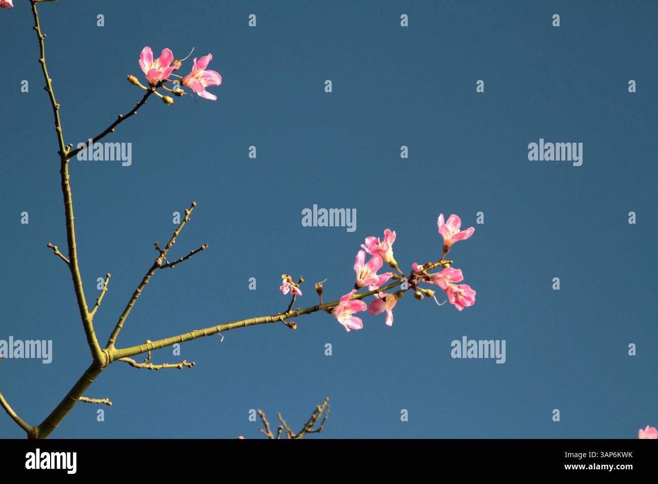 Florida, USA. A Ceiba speciosa (floss silk tree) in bloom Stock Photo ...