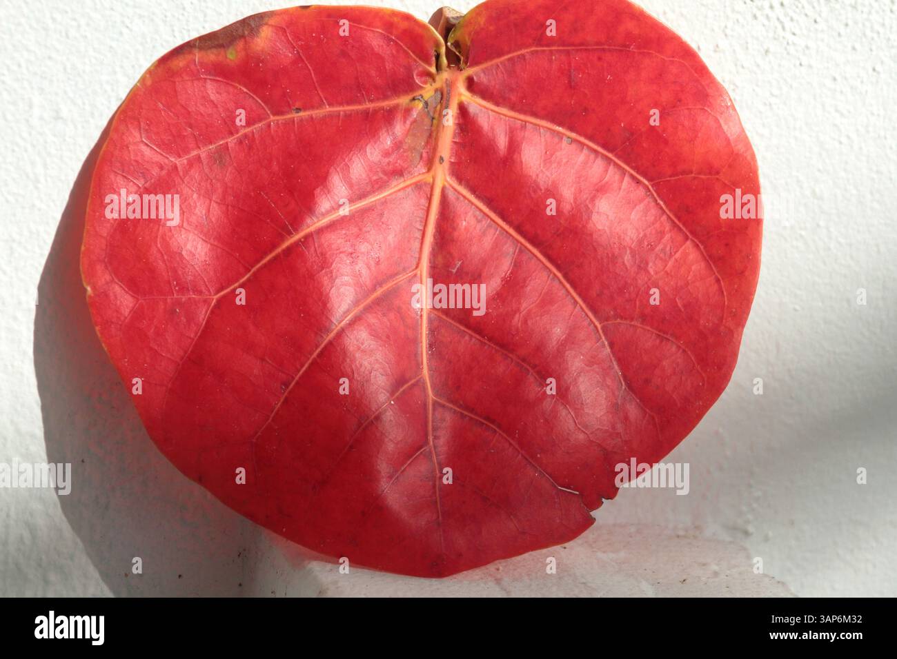Close-up of the leaf of an aged Seagrape/ Baygrape tree in Florida, USA ...