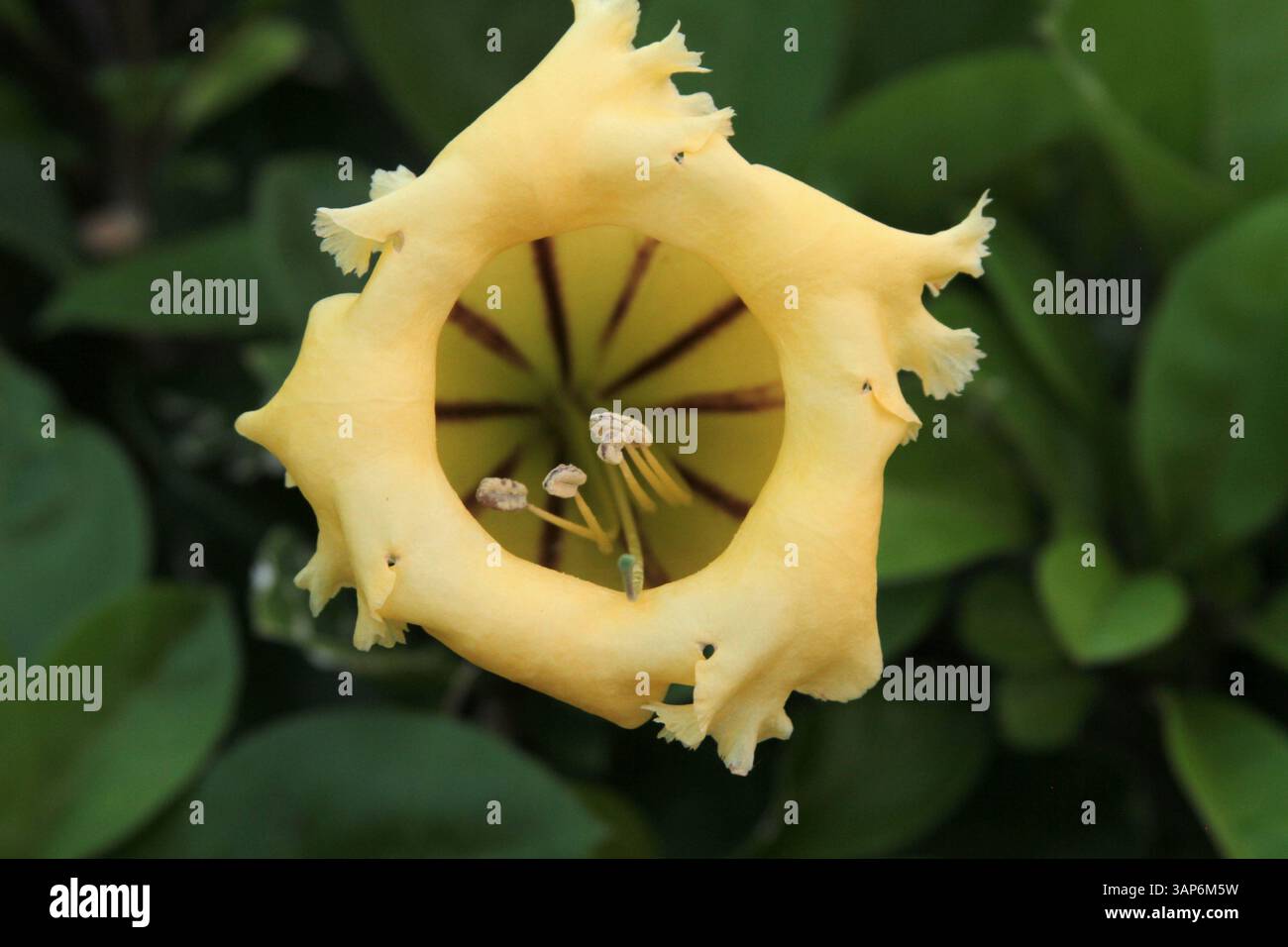 Papaturra hi-res stock photography and images - Alamy