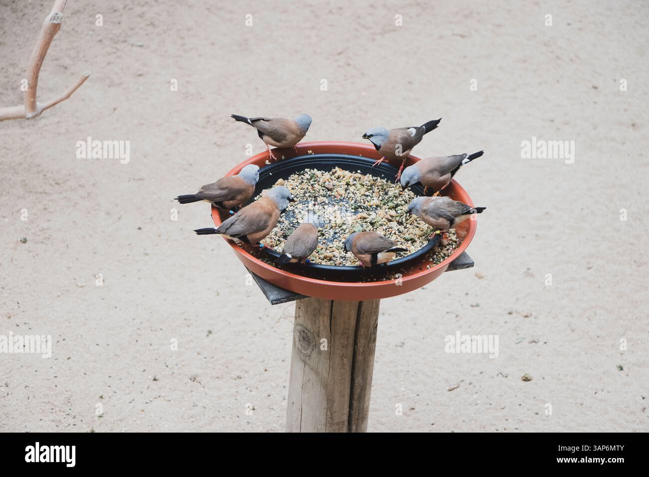 Birds of the Tulsa Zoo Stock Photo - Alamy