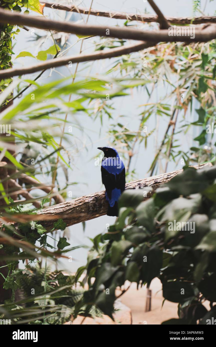 Birds of the Tulsa Zoo Stock Photo - Alamy
