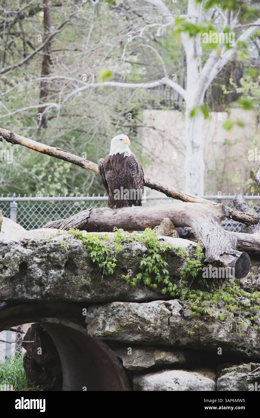 Tropical show birds hi-res stock photography and images - Alamy