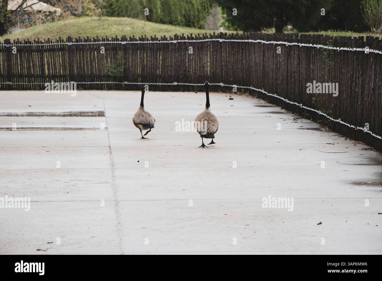 Birds of the Tulsa Zoo Stock Photo - Alamy