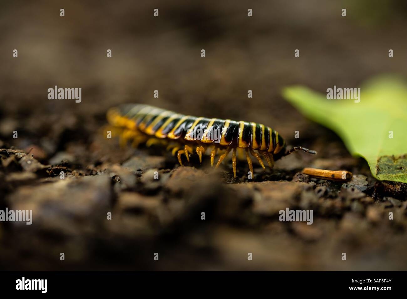 Tiny Legs of Centipede Crawling Along Dirt Trail in New River Gorge ...