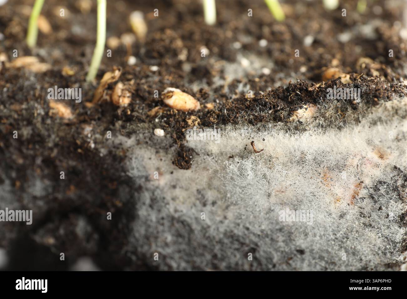 Soil with growing grass and mold, closeup Stock Photo - Alamy