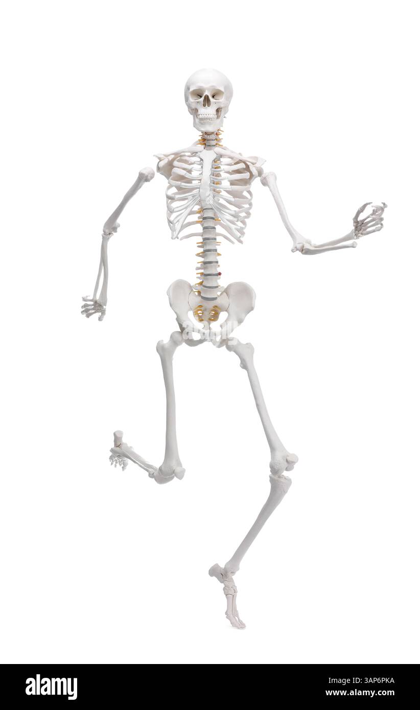 Artificial human skeleton model isolated on white Stock Photo - Alamy