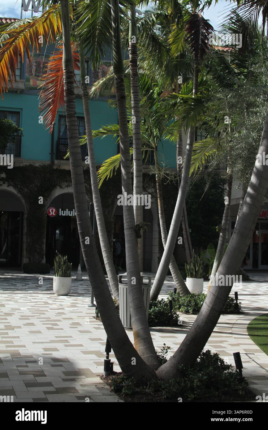 West Palm Beach, Florida, USA. Palm trees in Rosemary Square/ CityPlace ...