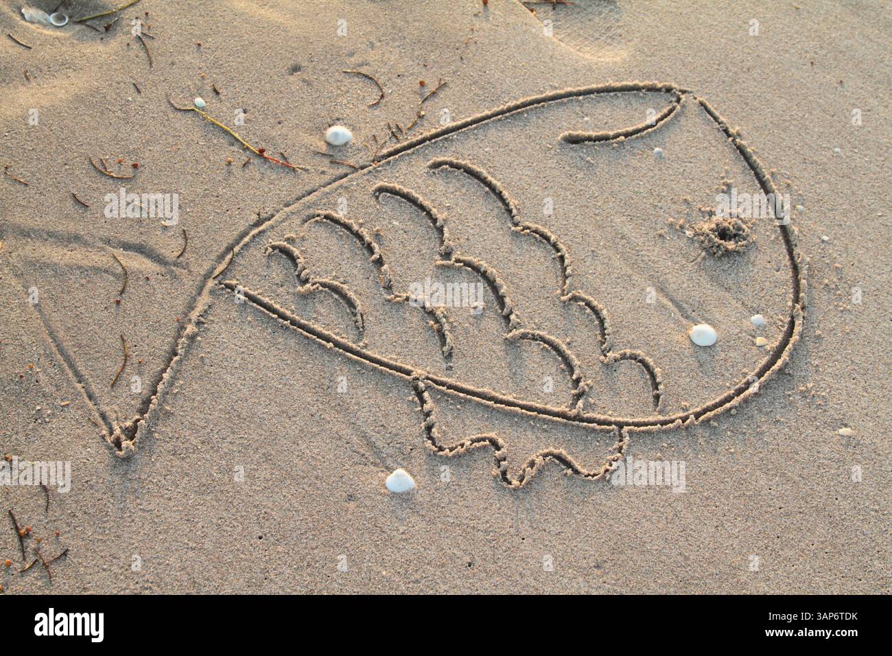 Fish drawing on the sand at the beach Stock Photo - Alamy