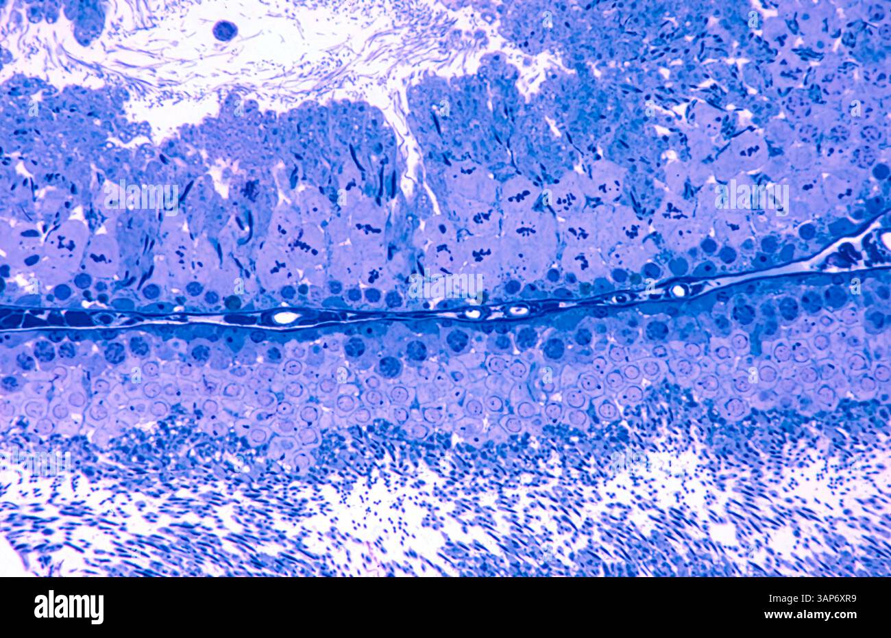 Rat testis, light micrograph Stock Photo - Alamy