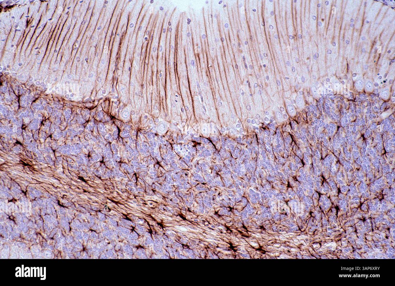 Light micrograph of the cerebellar cortex folium immunostained for ...