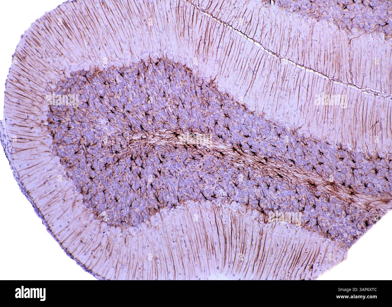 Light micrograph of the cerebellar cortex folium immunostained for ...