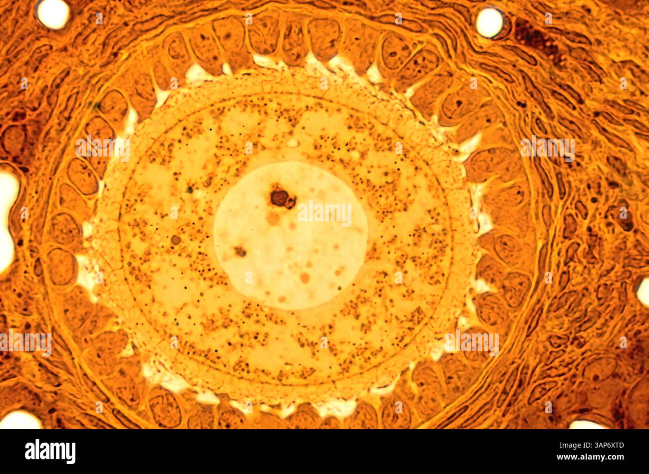 Ovary, light micrograph. Primary follicle, showing a very large oocyte ...