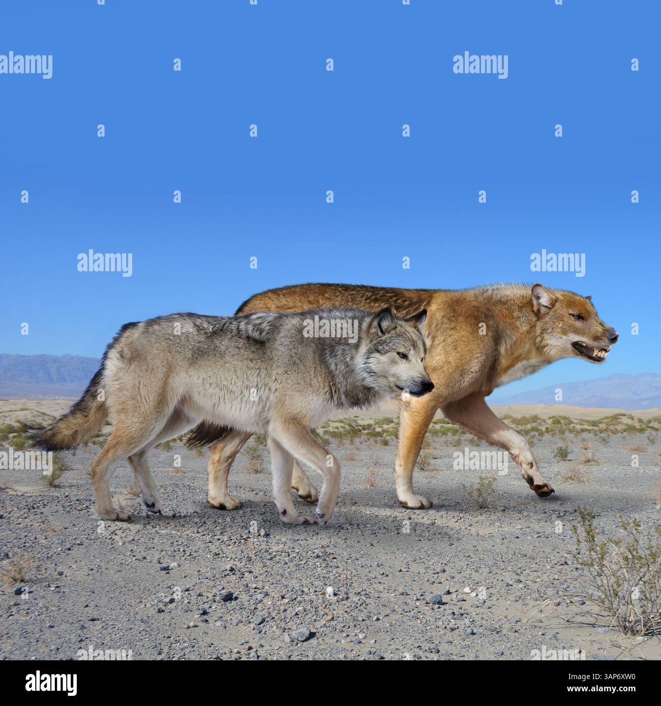 Illustration comparing the size and appearance of the extinct dire wolf (Aenocyon dirus ...