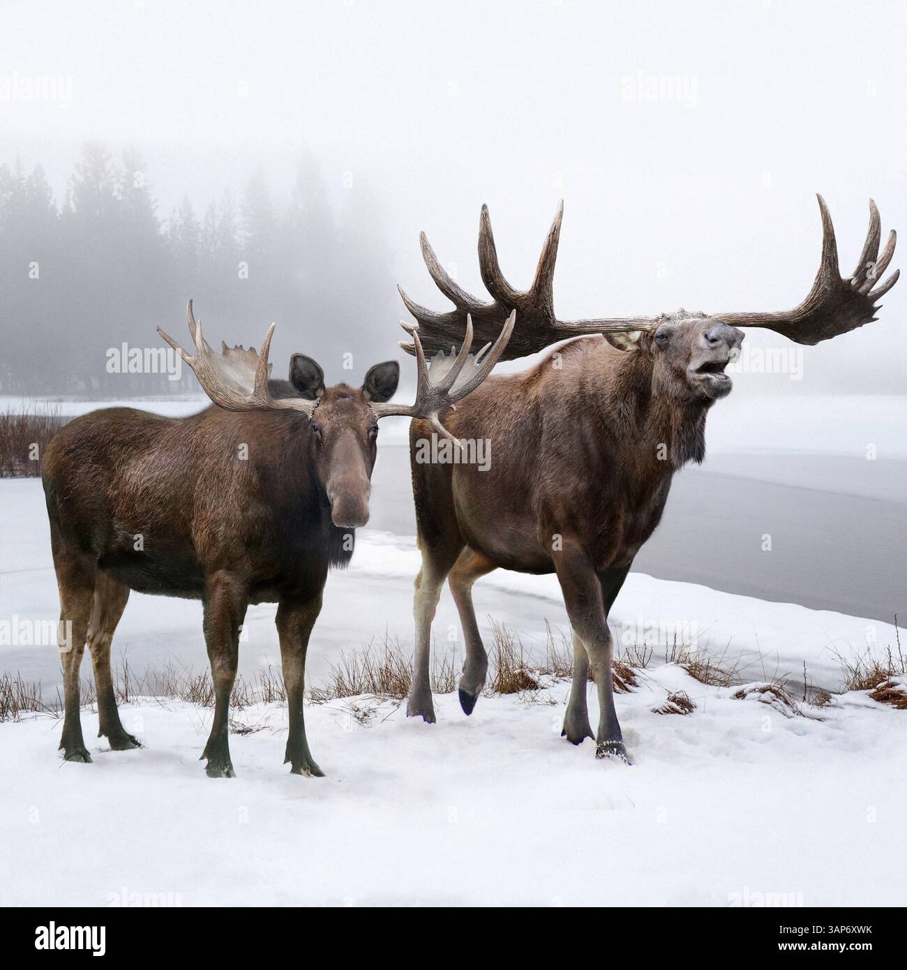 Illustration comparing the size and appearance of the extinct broad ...