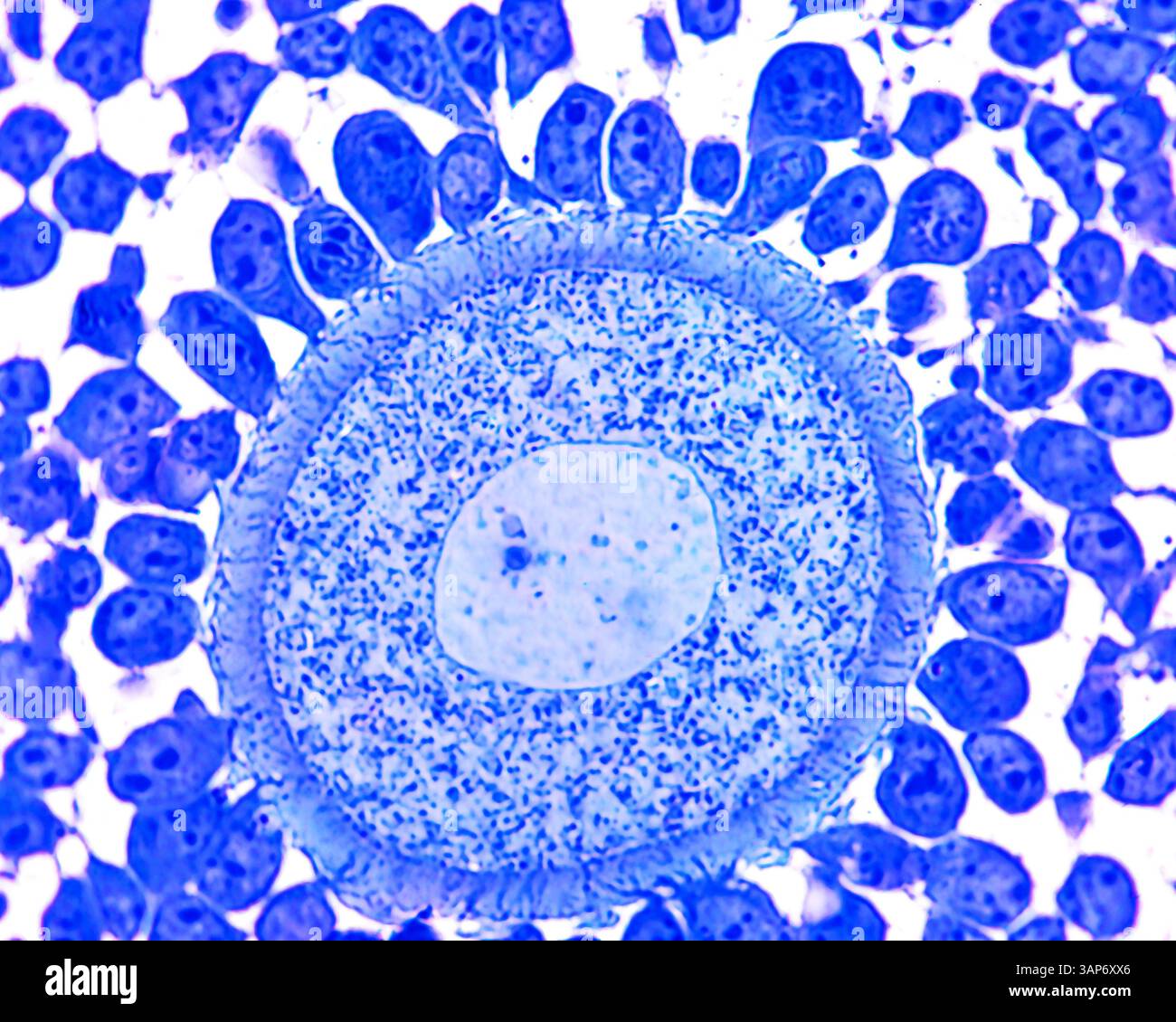 Ovary, light micrograph. Tertiary follicle, showing a very large oocyte ...