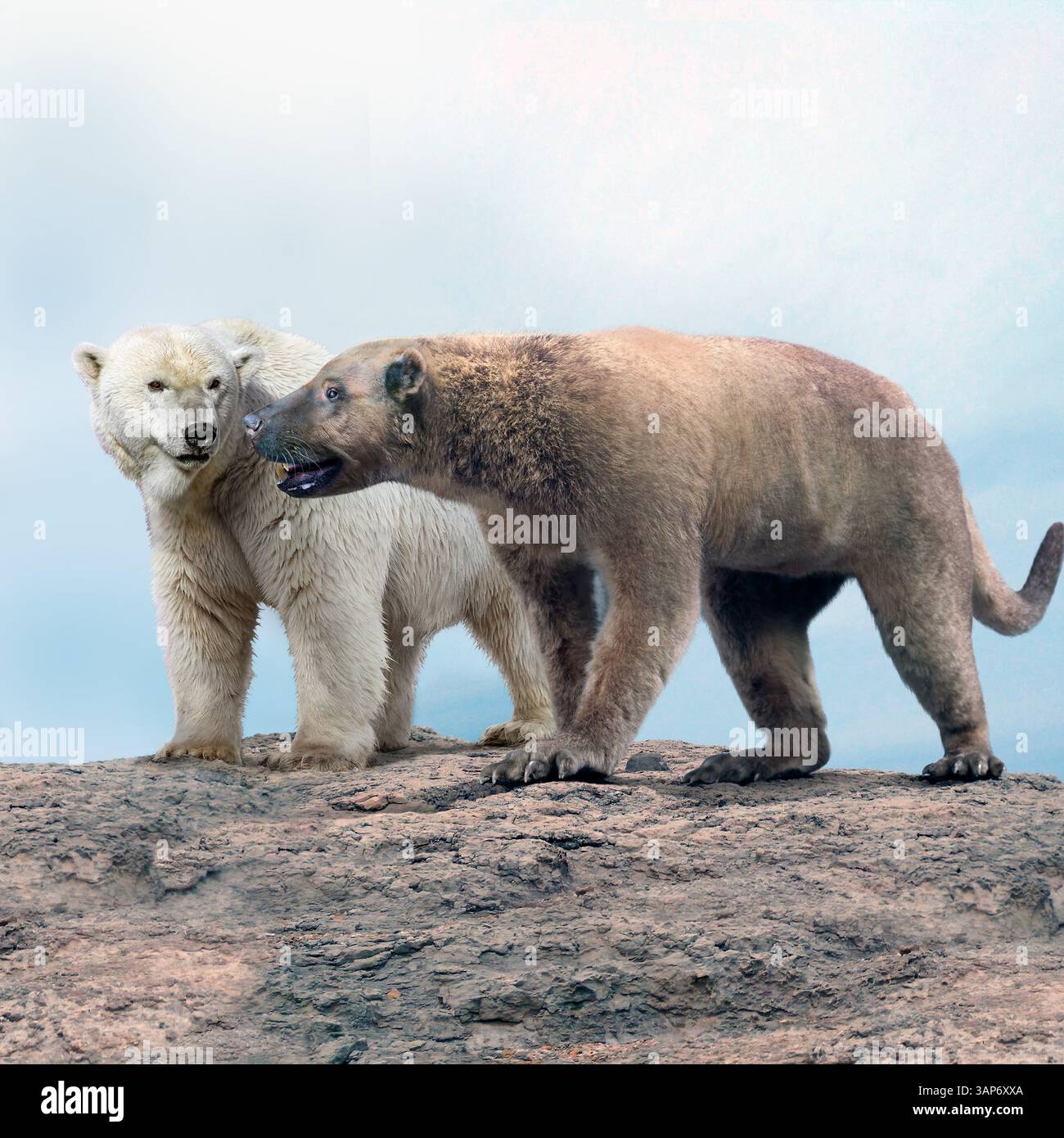 Illustration comparing the size and appearance of the extinct bear dog ...