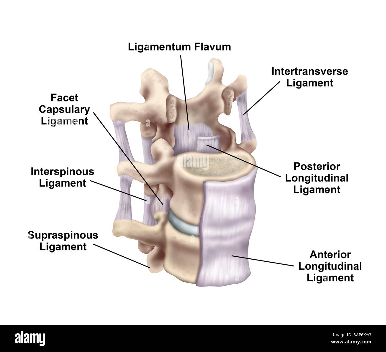Illustration of lumbar (lower back) vertebral anatomy, detailing the vertebral body, spinous and ...