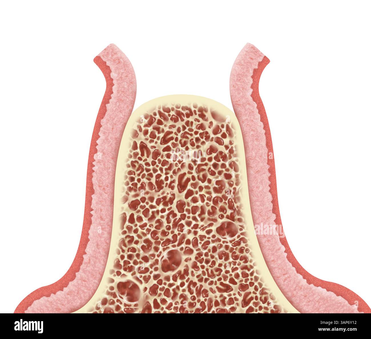 Illustration of a buccal-lingual cross-section of a jaw, showing the ...