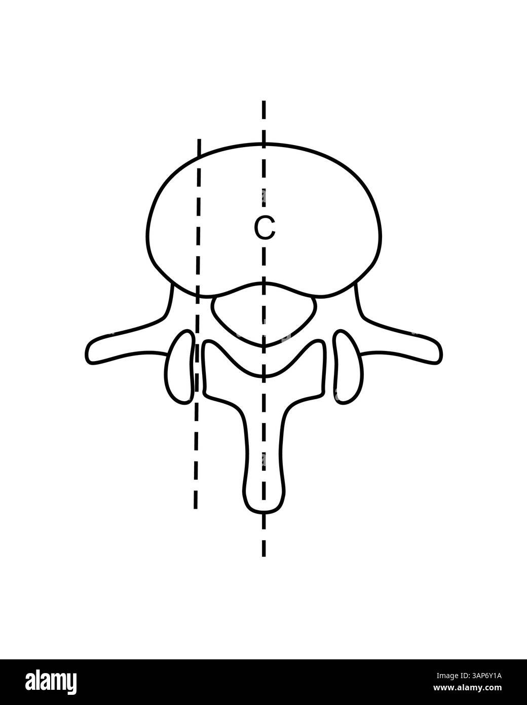 Illustration of an axial view of the lumbar (lower back) vertebra Stock ...