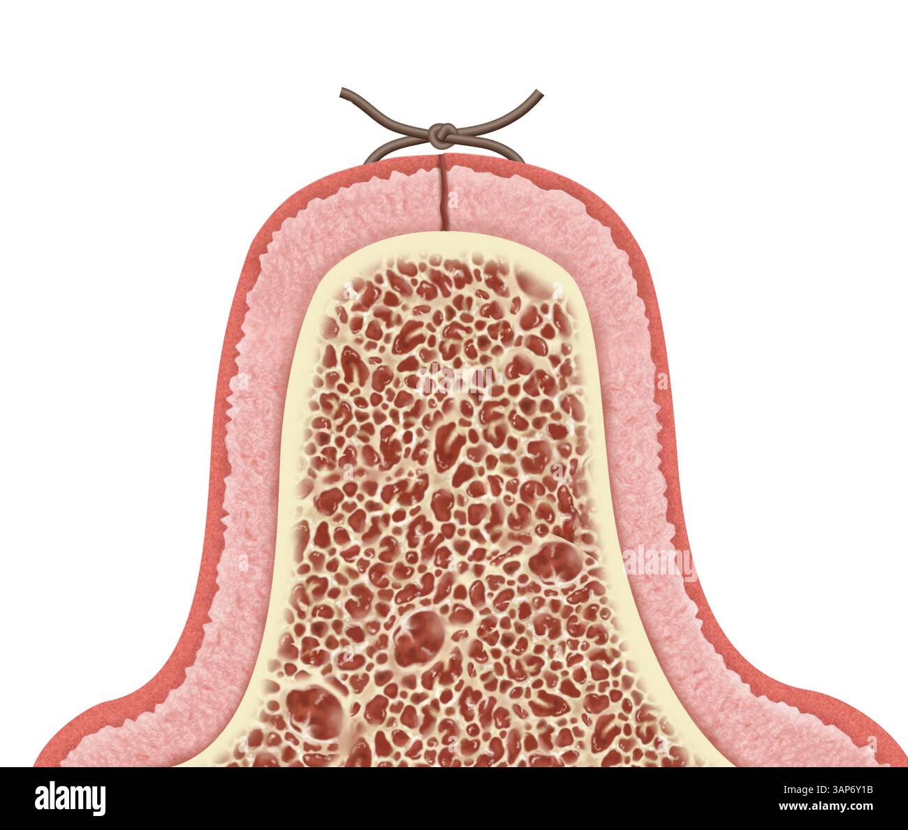 Illustration of a buccal-lingual cross-section of a jaw, showing the ...
